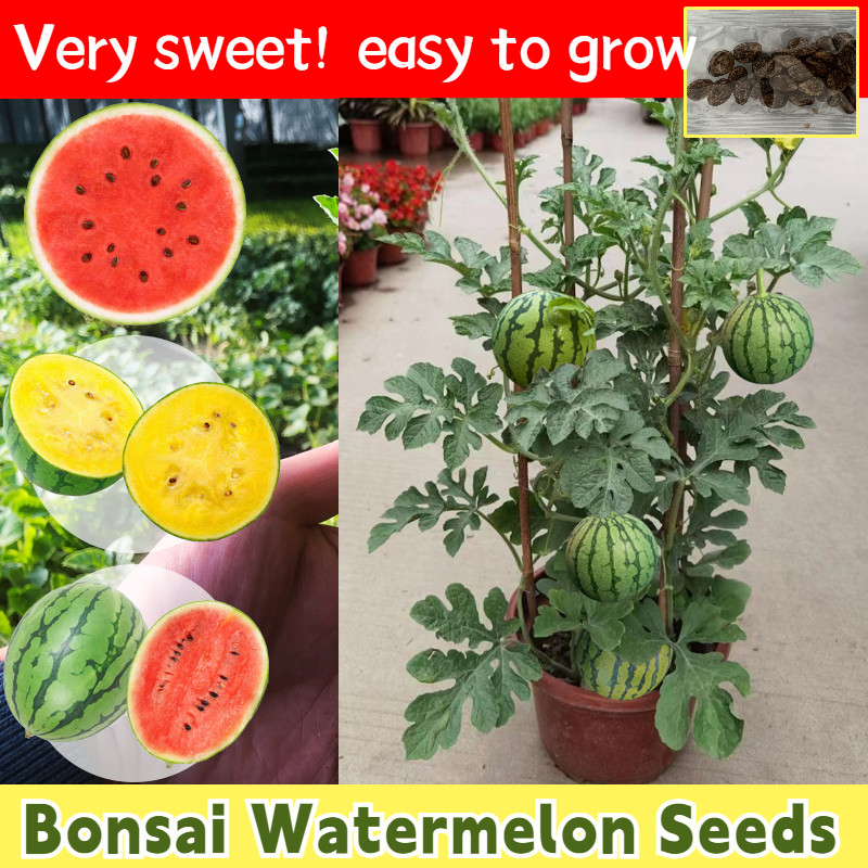 100% Original Seeds Bonsai Watermelon Seeds Fruit Seeds for Planting ...