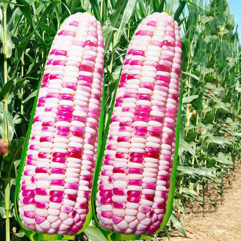 20Pcs Sweet Rainbow Corn Seeds for Planting Colorful Corn Grain Cereals ...