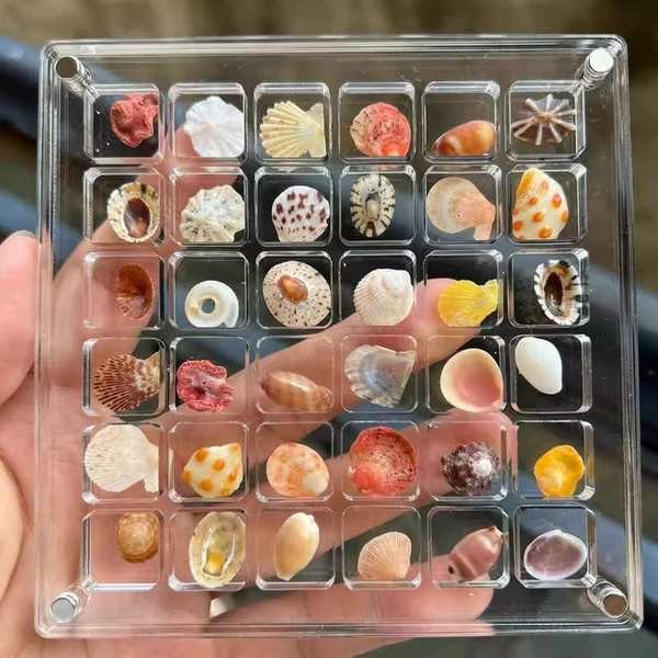 Micro Shell Picture Frame High Transparent Acrylic Shell Photo Frame ...
