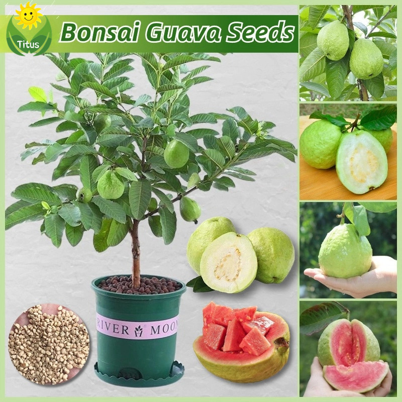 100% Legit Bonsai Guava Seeds for Planting Gardening 70pcs/pack Fresh ...
