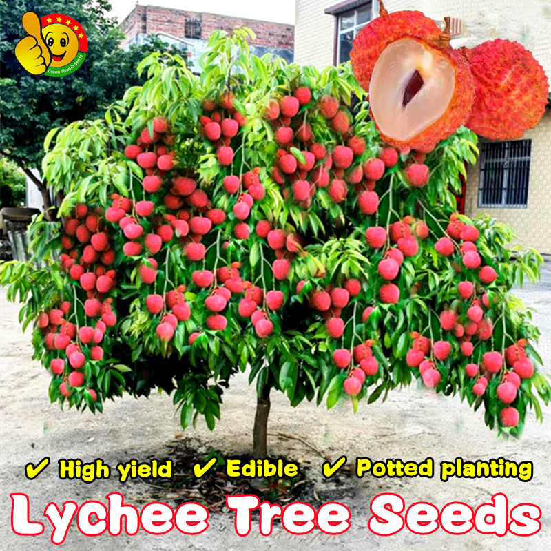 6pcs Lychee Fruit Seeds for Sale Sweet Litchi Seeds for Planting Edible ...