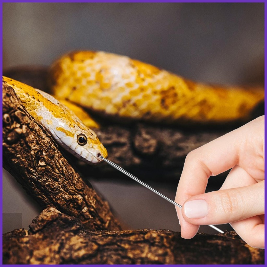 Gender Probe Kit Stainless Steel Reptile Round Ball Tip Probes Set ...