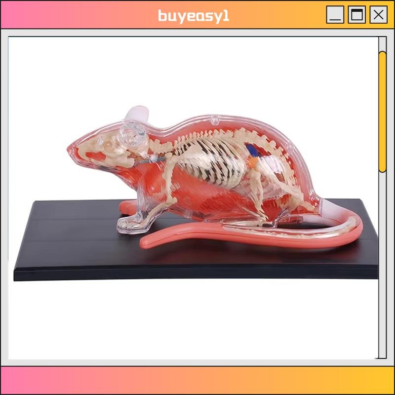 29 Parts White Mouse 4D Master Animal Anatomy Model Detachable Organs ...