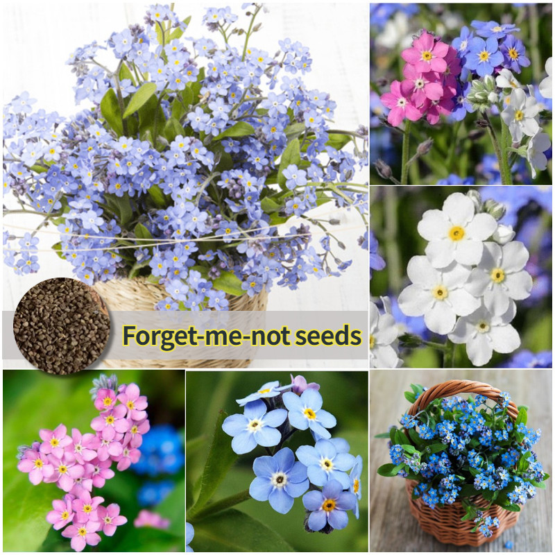 Forget-me-not Flower Seeds for Planting & Gardening (70pcs/bag) Forget ...
