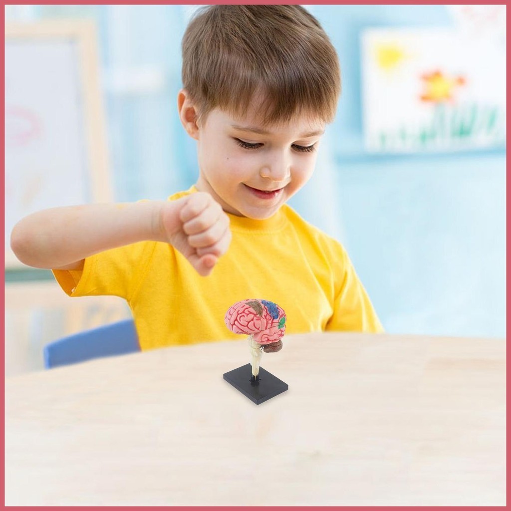 Anatomy Model For Kids Human Eyeball Anatomy Model Human Brain Model ...