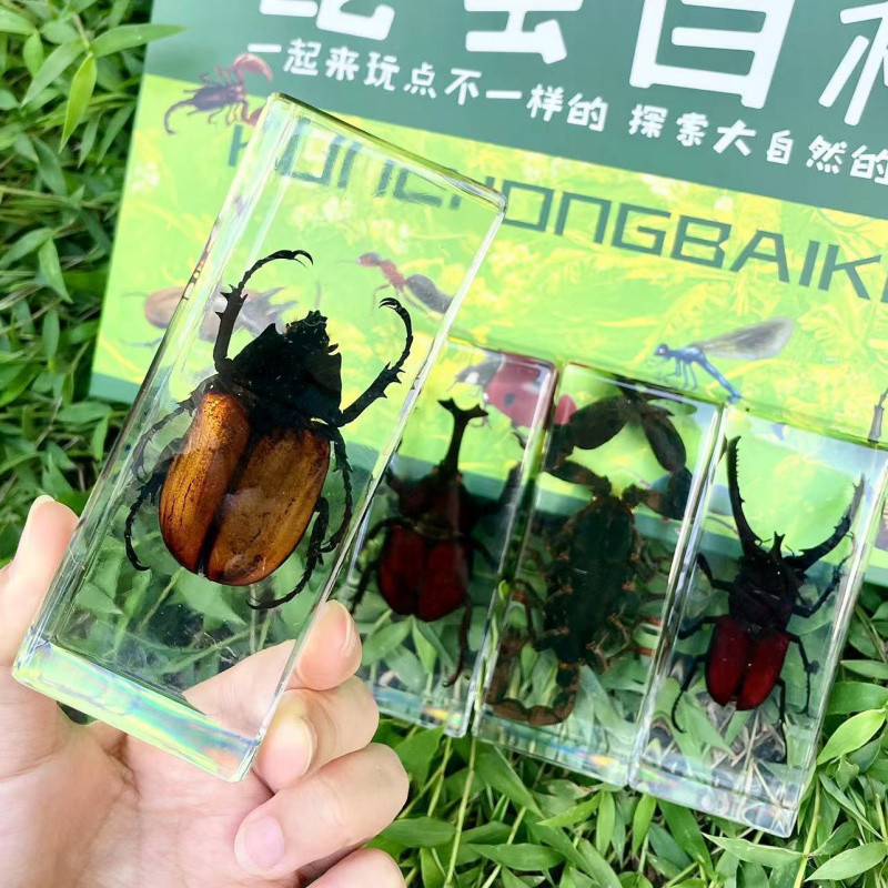[97%Positive Rate]Five-Pointed Large Pocket Worm Suji Resin Insect ...