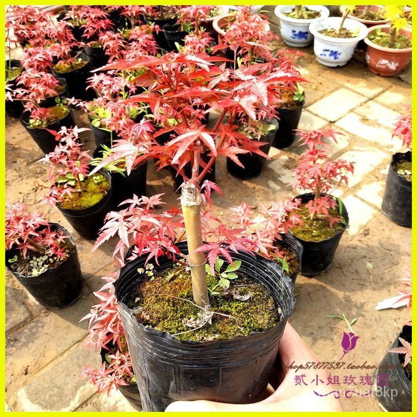 Red Maple Sapling Japanese Red Maple American Red Maple Chinese Red ...