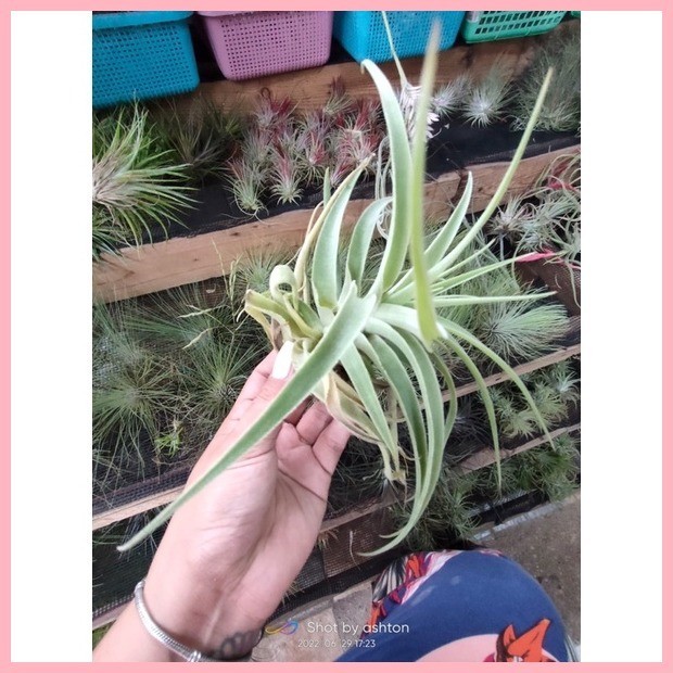 【Hot】 Cacticola RARE ( Actual Picture ) Tillandsia Airplants Indoor ...