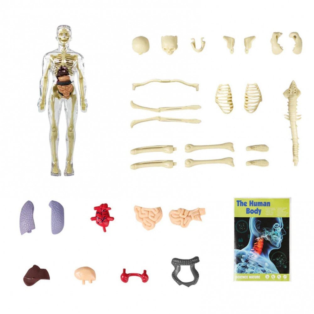 YL Toys Interactive Human Body , Torso Anatomy Figure Posable Model ...