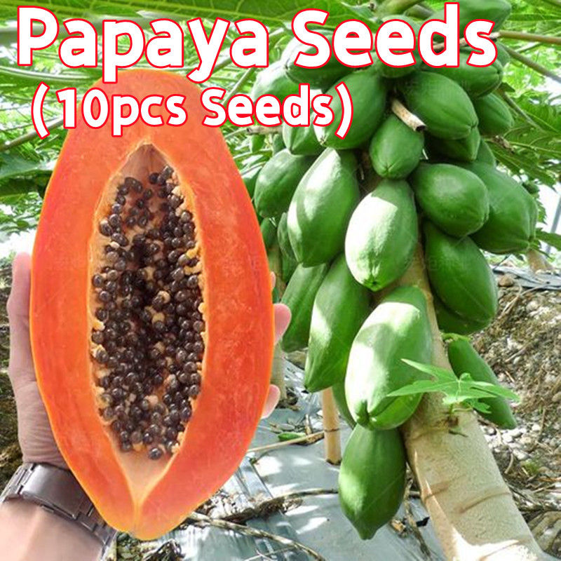 Sweet Papaya Seeds for Planting Fruits Rare Bonsai Papaya Seeds Papaya ...