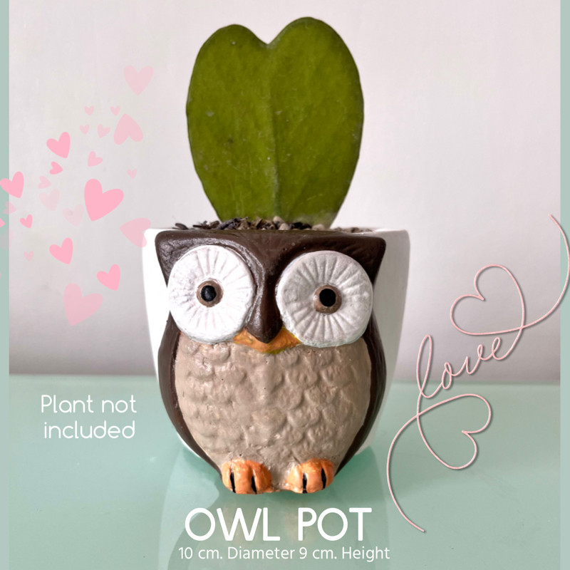 PAINTED OWL POT - Concrete Pot with Drain Hole, Cute Pot, Cute Owl ...