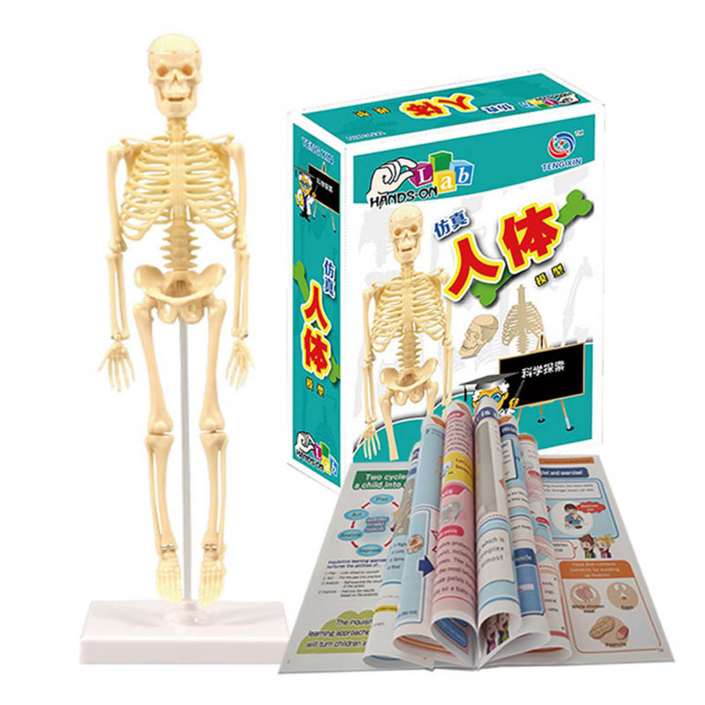 Human Skeleton Model, Mini Scientific Anatomical Human Skeleton Model ...