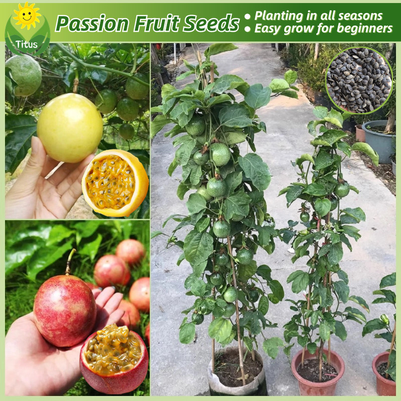 Fast Growing Seeds Fresh Passion Fruit Seeds for Planting Gardening ...