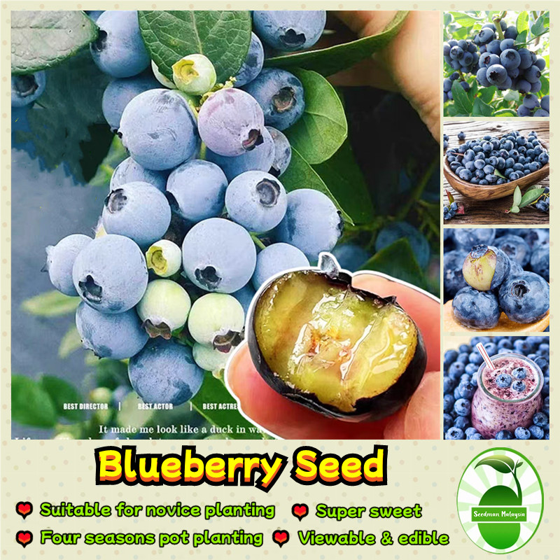Sweet Blueberry Seeds for Planting (30 pcs/pack) Dwarf Blueberry Seeds ...