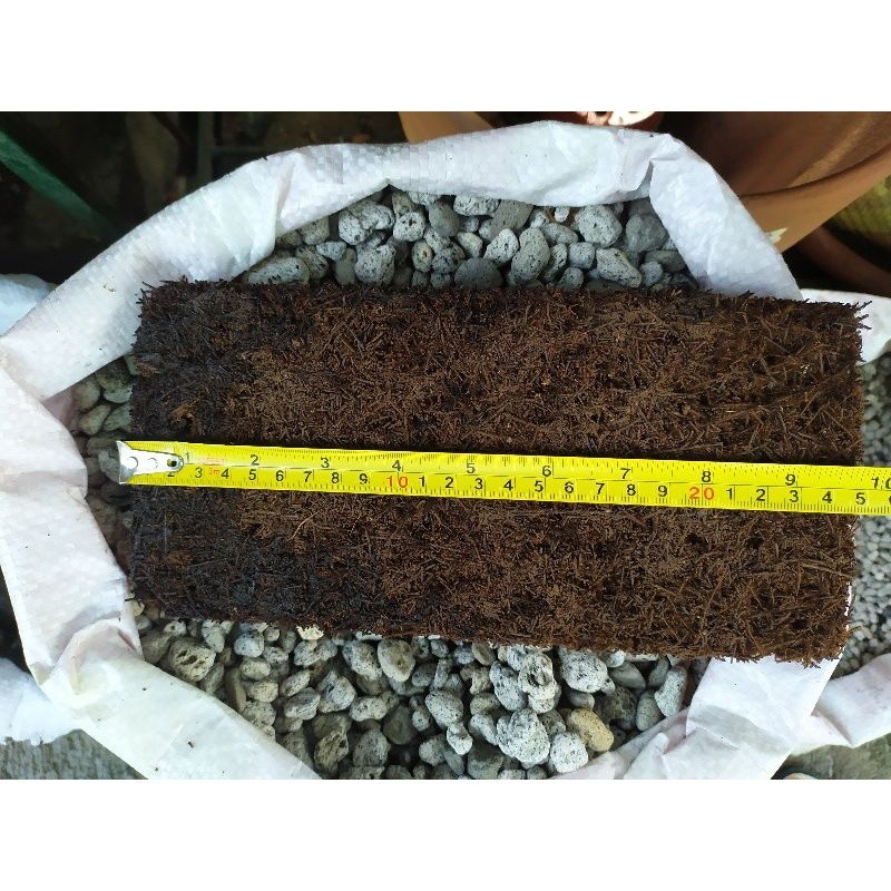 FERN SLAB FOR ORCHIDS, FERNS AND HANGING PLANTS/ FLOWERS TREE FERN ...