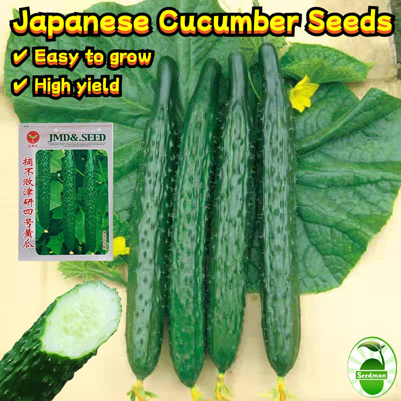 30 pcs High Yield Japan Cucumber Seeds Long Cucumber Seeds for Planting ...