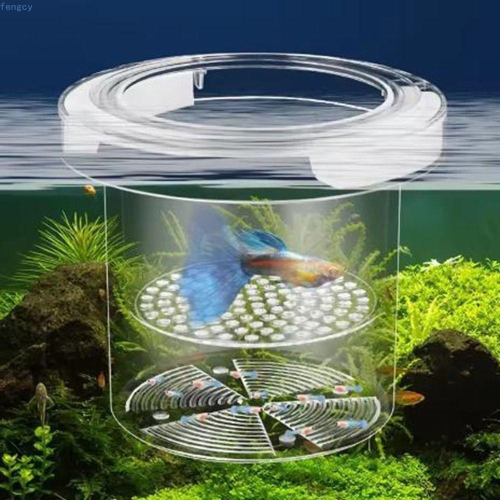 FENGCY Floating Fish Breeding Isolation Box, Acrylic Transparent ...