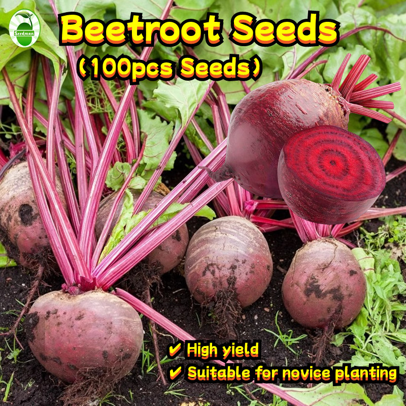 100pcs/pack High Yield Red Beet Beetroot Seeds for Planting Vegetable Plants Dark Red Beetroot ...