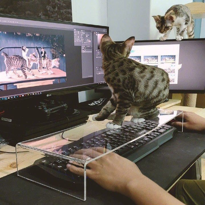 Anti-cat Keyboard Cover Transparent Anti-dust Protective Cover Shit ...