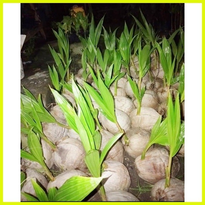 Tacunan Green Dwarf Coconut | Shopee Philippines