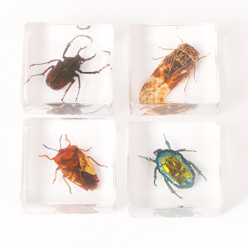 New Real Insect Specimens Transparent Resin Spider Autumn Beetle Beetle ...