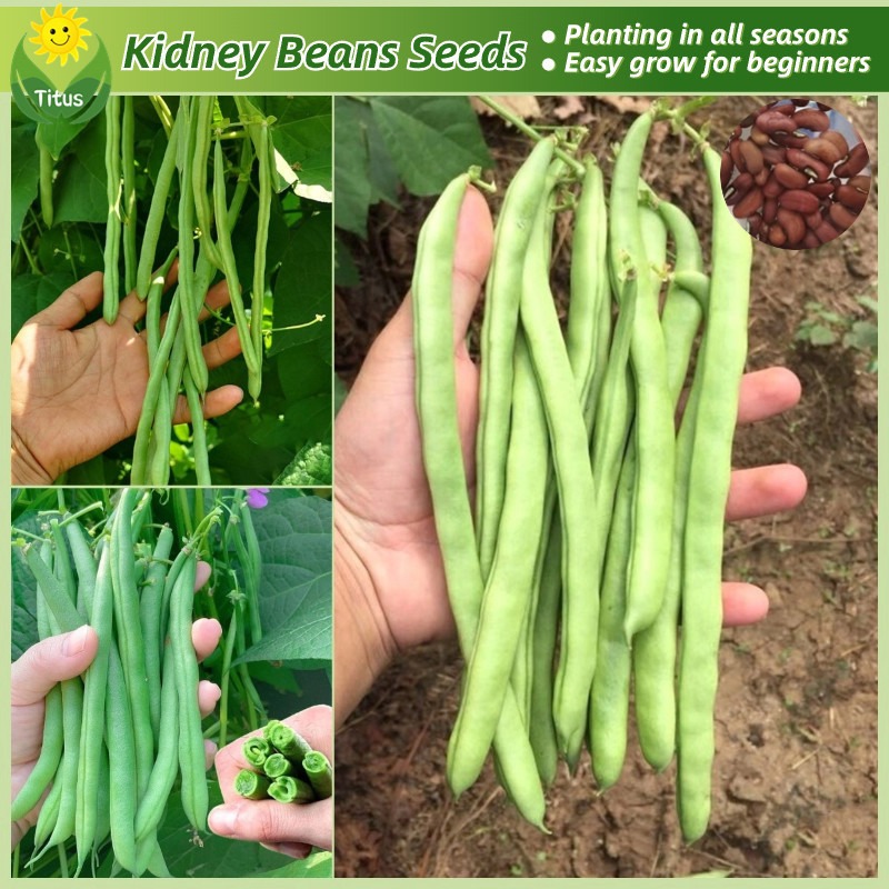 100% Legit Fresh Organic Kidney Beans Seeds 40pcs French Beans Seed ...