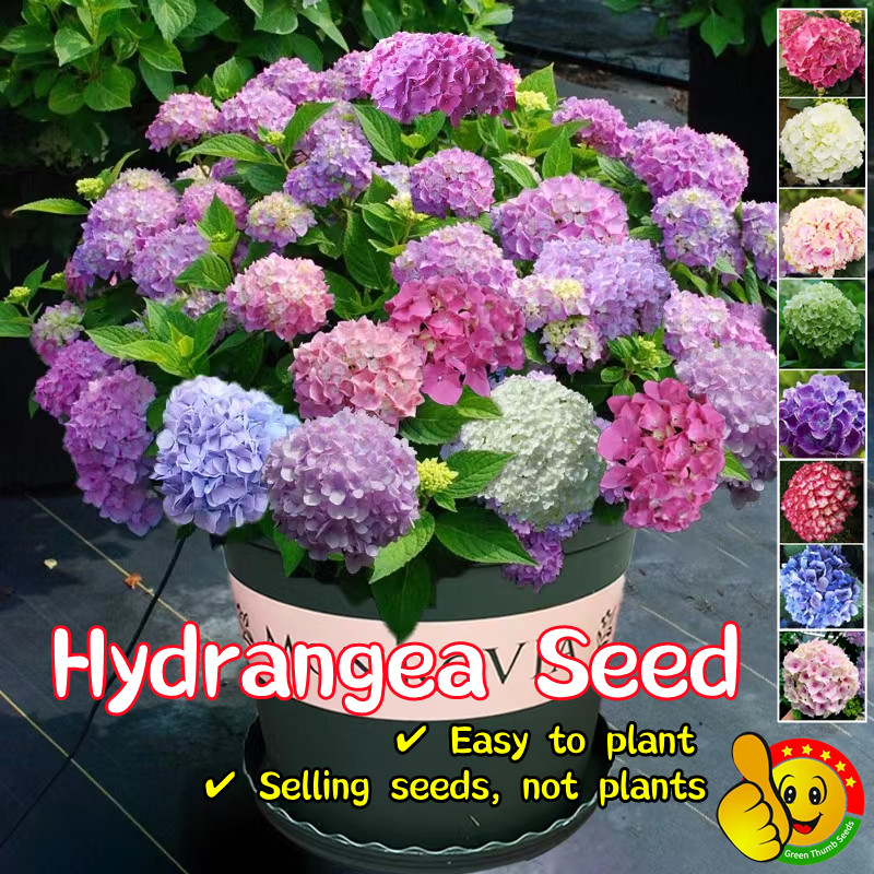 150pcs Mixed Hydrangea Seeds for Planting Flowers Hydrangea Flower ...