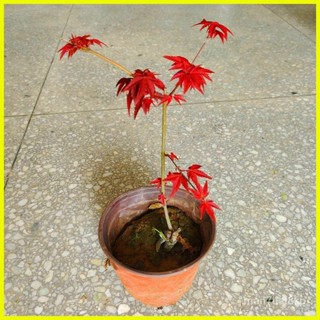 Red Maple Sapling Japanese Red Maple American Red Maple Chinese Red ...