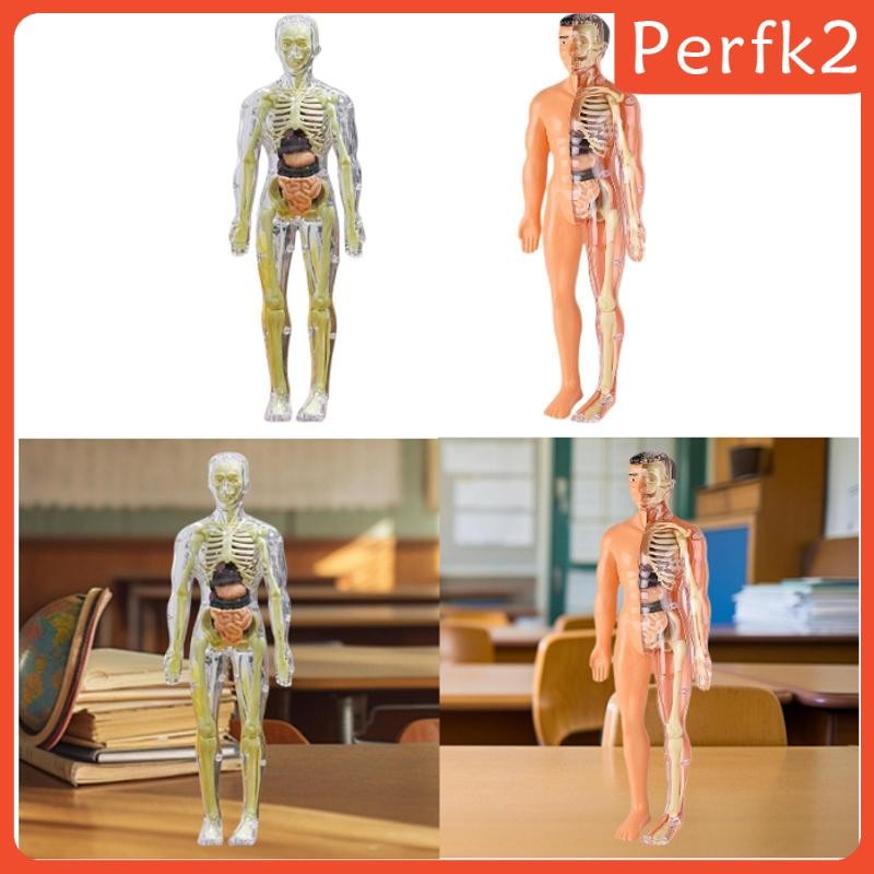 [Perfk2] Human Body Skeleton Model Body Parts Organs Educational Toys ...
