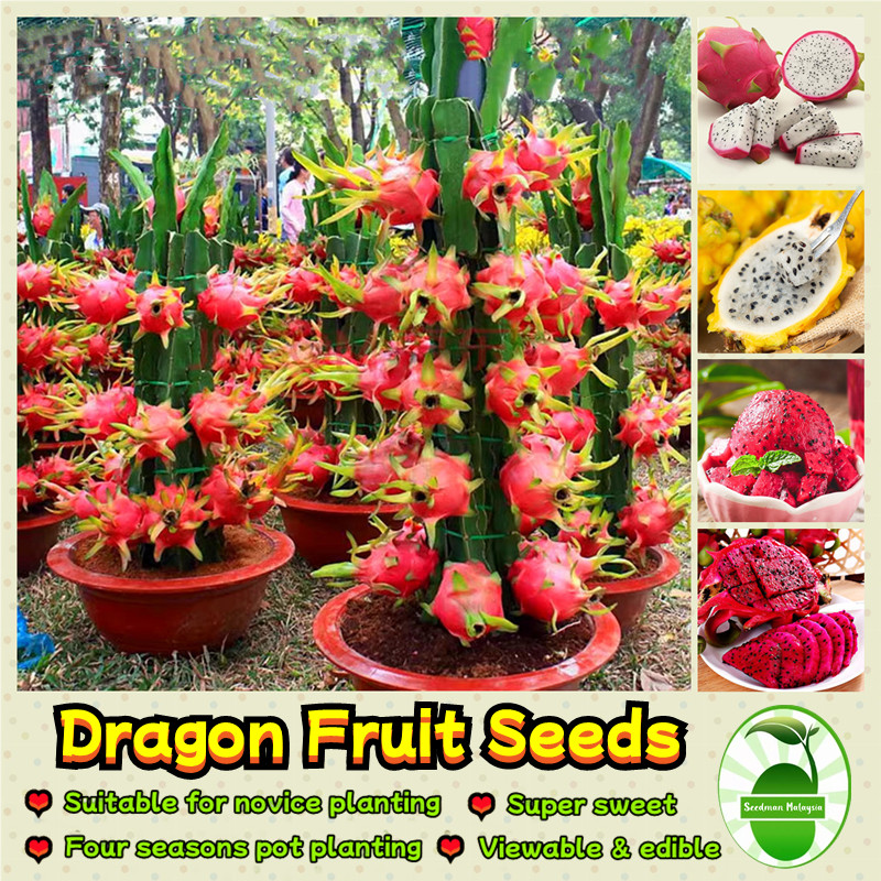 Mixed 80pcs/pack Sweet Dwarf Dragon Fruit Seeds for Planting Sweet ...