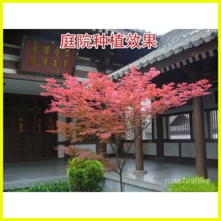 Red Maple Sapling Japanese Red Maple American Red Maple Chinese Red ...