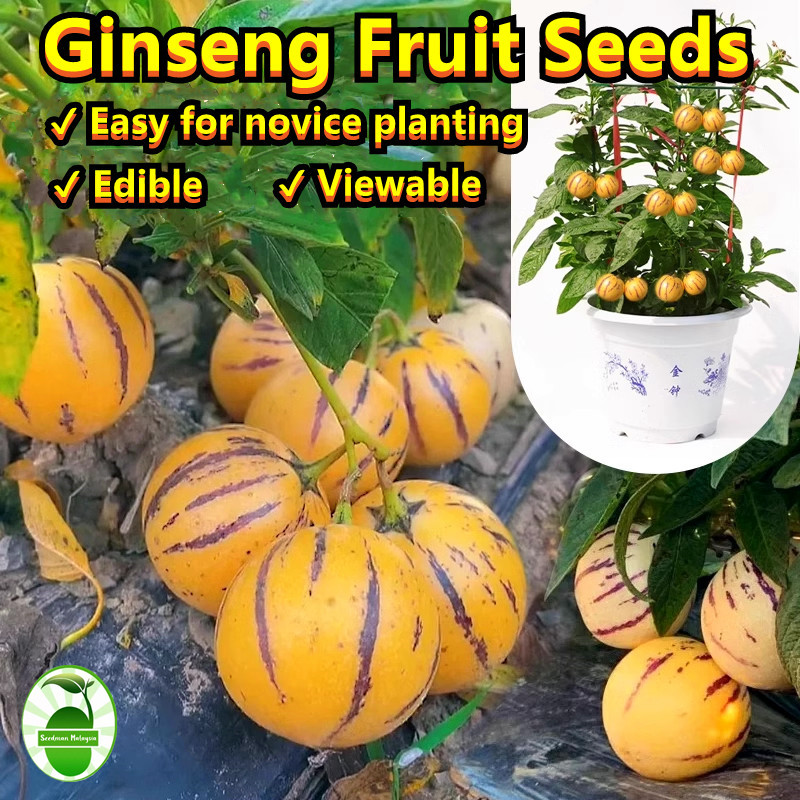 30pcs Dwarf Ginseng Fruit Seeds Sweet Pepino Melon Seeds for Planting ...
