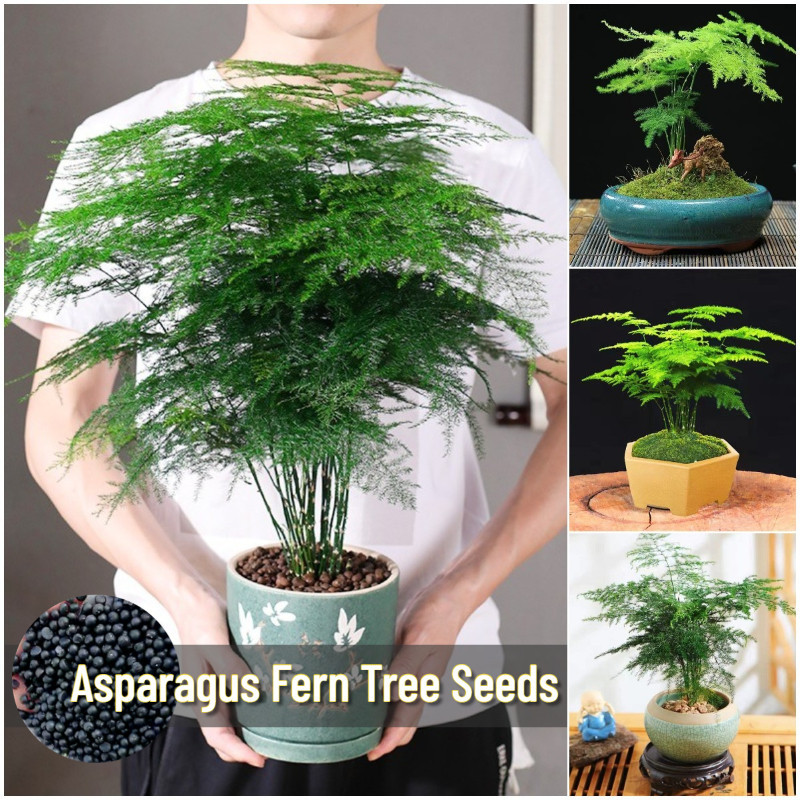 Asparagus Fern Tree Plant 35 Seed Potted Asparagus Fern Live Plant ...