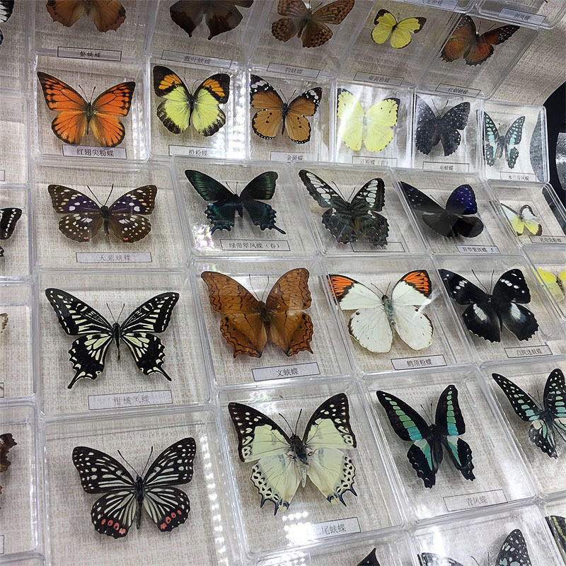 Spreading wings butterfly specimen three-dimensional transparent boxed ...