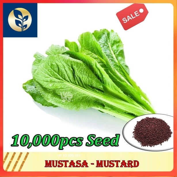 Mustasa Seeds | Mustard Seeds | Vegetables seeds | Golden Quality ...
