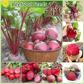 Shop beetroot for Sale on Shopee Philippines