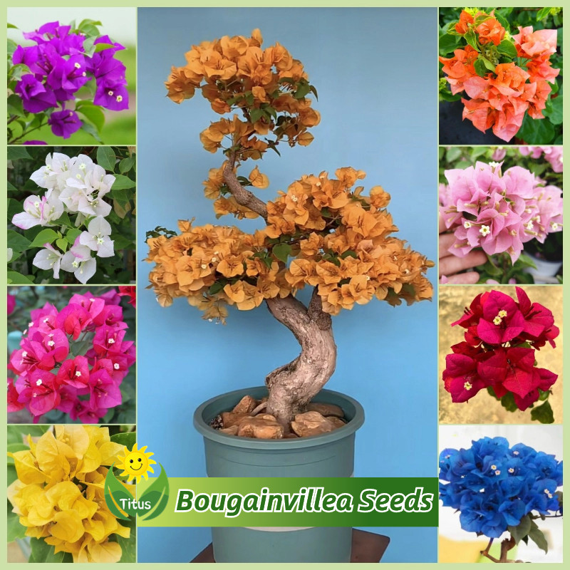 Mixed Color Bonsai Bougainvillea Seeds For Planting Gardening 70 Seed