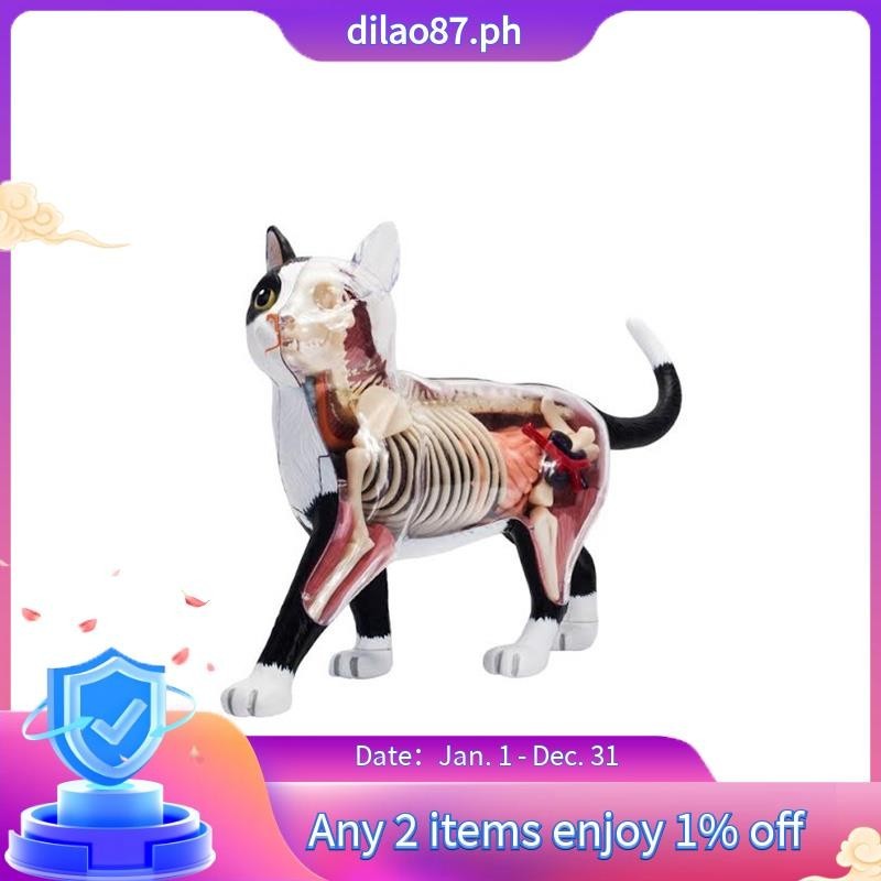 Animal Organ Anatomy Model 4D Cat Intelligence Assembling Toy Teaching ...