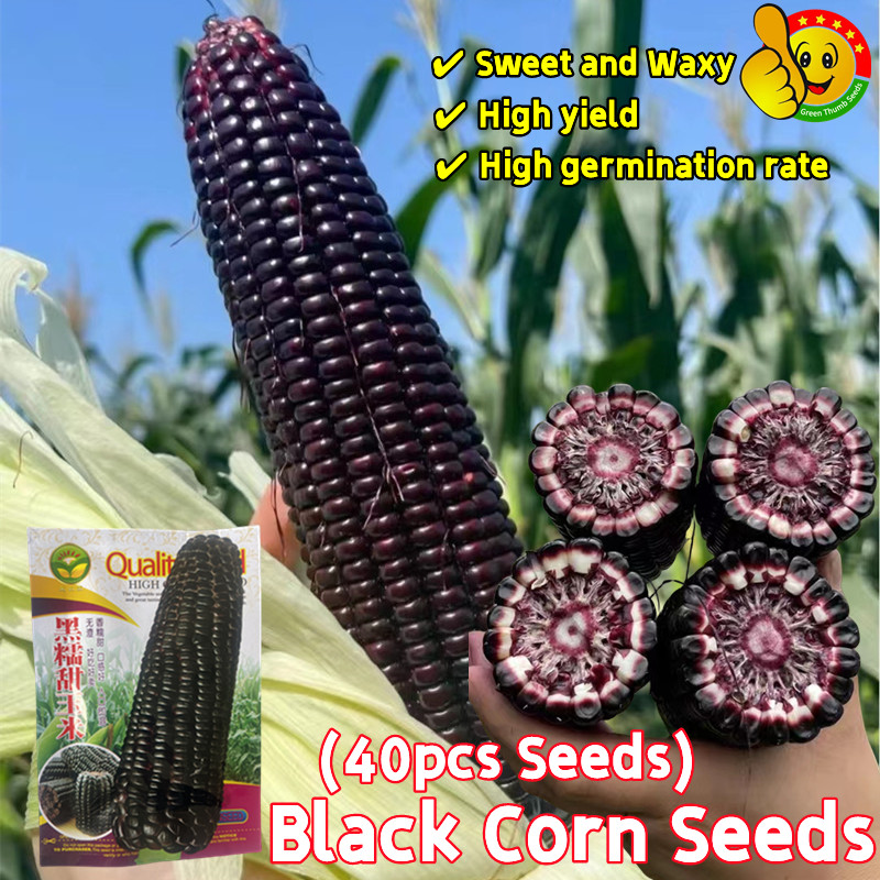 40pcs Sweet Glutinous Black Corn Seeds Organic Purple Black Waxy Corn ...