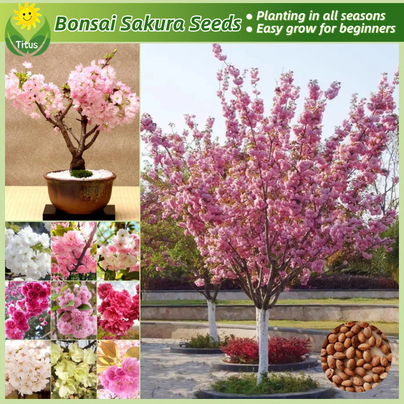 Japanese Sakura Seeds Flower Seeds for Planting Gardening 20 Seeds ...