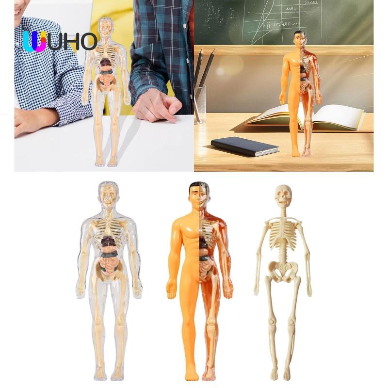 [WUHO] Learning Prop Human Body Model Science Kits Interactive Model ...