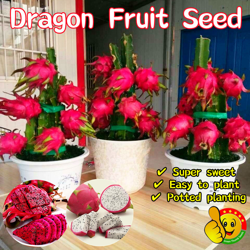 100pcs Sweet Pitaya Seeds Dragon Fruit Seeds for Planting Organic Fruit ...