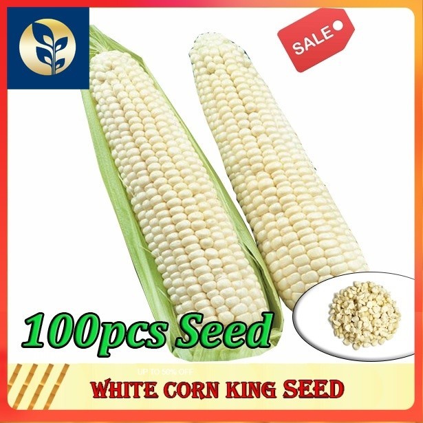 White Corn Seeds King | Corn White | Golden Agri Enterprise | Shopee ...