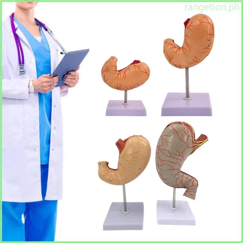RAN Gastric Anatomy Model Stomach Pathology Anatomy Teaching Tool Human ...