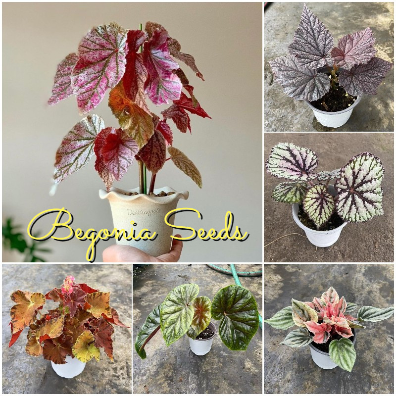 Begonia Seeds Rare Flower 50 Seeds for Gardening Bonsai Seeds for ...