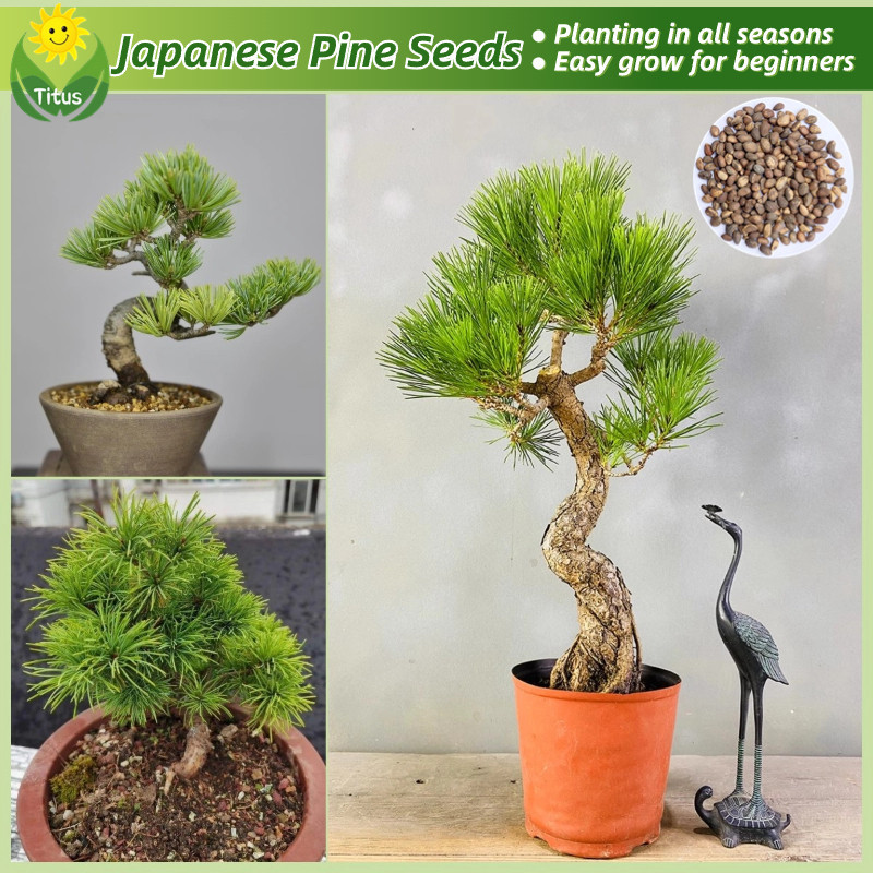 100% Legit Organic Bonsai Japanese Pine Tree Seeds for Planting ...