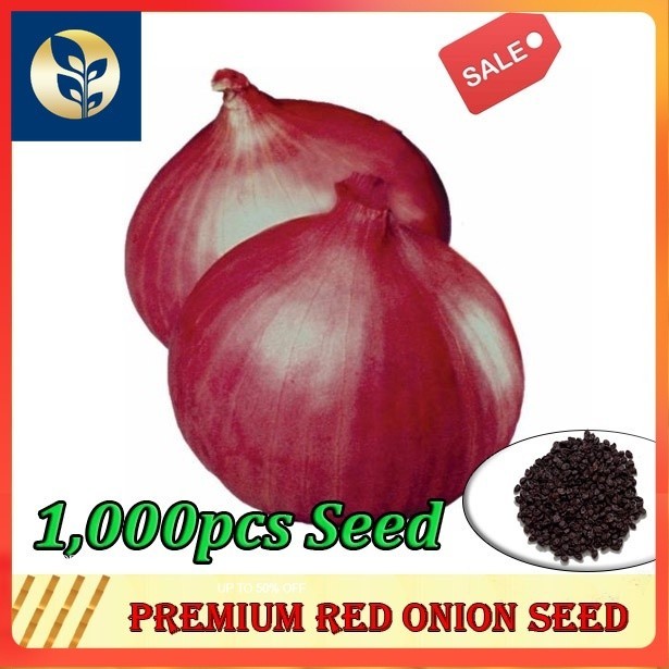 Red Onion Seeds | Golden Quality | Shopee Philippines