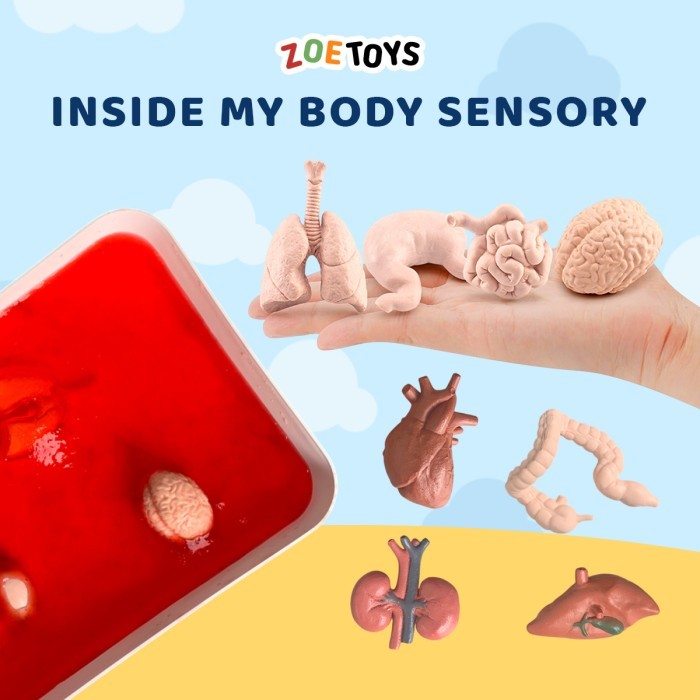 Zoetoys Inside My Body Sensory | Human Organ Sensory Play Bin Anatomy ...