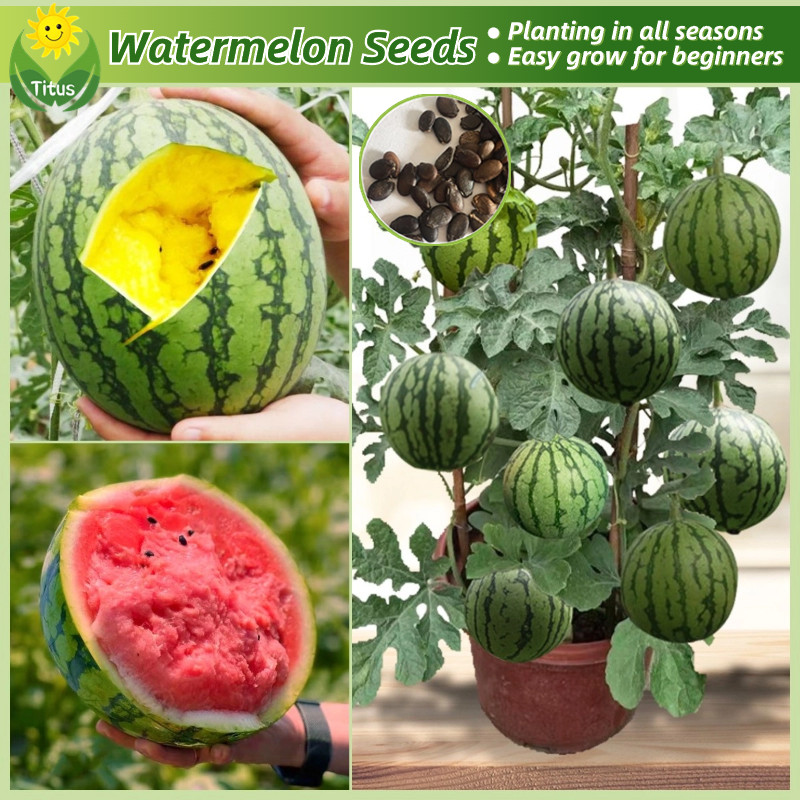 100% Legit Bonsai Watermelon Seeds for Planting Gardening 15pcs/pack ...