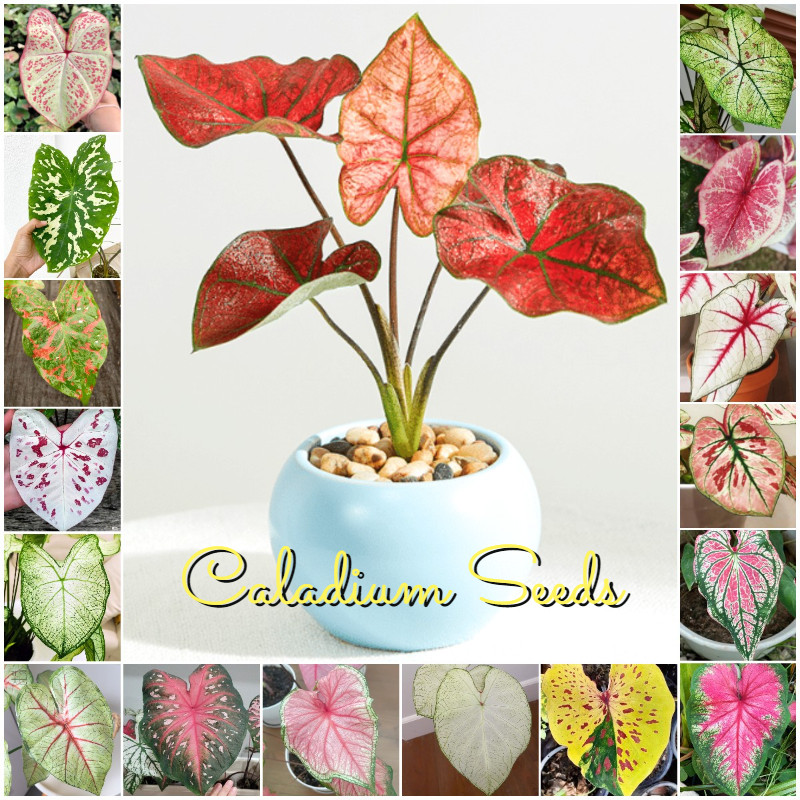 [100% Original] Caladium Seeds Flower Seeds for Gardening 70 Seed ...